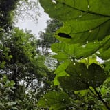 Bukit Dinding via Kazumi Trail, Kuala Lumpur, Malaysia - 220 Reviews ...