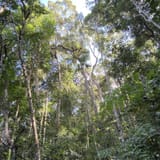 Mount Ulu Sepat, Perak, Malaysia - 16 Reviews, Map | AllTrails