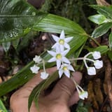 Mount Ulu Sepat, Perak, Malaysia - 15 Reviews, Map | AllTrails