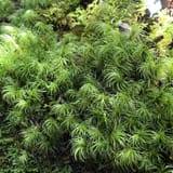 Mount Ulu Sepat, Perak, Malaysia - 16 Reviews, Map | AllTrails