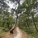 Atlantic White Cedar Swamp Trail, Massachusetts - 1,022 Reviews, Map ...
