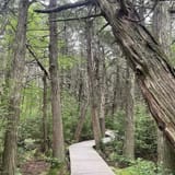 Atlantic White Cedar Swamp Trail, Massachusetts - 1,022 Reviews, Map ...