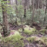 Atlantic White Cedar Swamp Trail, Massachusetts - 1,022 Reviews, Map ...