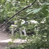 Memory Grove Trail, Utah - 1,368 Reviews, Map | AllTrails