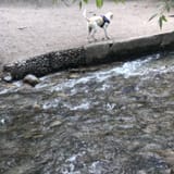 Memory Grove Trail, Utah - 1,368 Reviews, Map | AllTrails