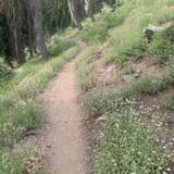 Mount Judah Loop Trail, California - 2,575 Reviews, Map | AllTrails