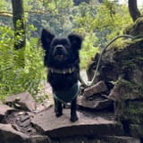 Nicky Nook Circular, Lancashire, England - 1,127 Reviews, Map | AllTrails