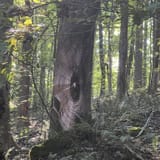 Lost Spring Trail, Tennessee - 76 Reviews, Map | AllTrails