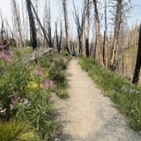 Baker Lake Trail, Idaho - 419 Reviews, Map | AllTrails