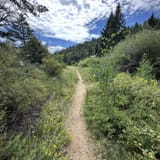 Mosca Pass Trail, Colorado - 842 Reviews, Map | AllTrails