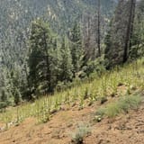 Columbine Trail, Colorado - 1,957 Reviews, Map | AllTrails