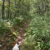 Whigg Meadow via Mud Gap Trail, North Carolina - 114 Reviews, Map ...