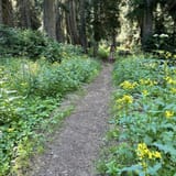 Spider Meadow via Phelps Creek Trail, Washington - 322 Reviews, Map ...