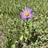 Spider Meadow via Phelps Creek Trail, Washington - 322 Reviews, Map ...