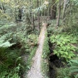 Hiouchi Trail, California - 542 Reviews, Map | AllTrails
