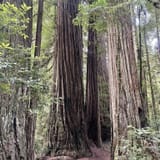 Hiouchi Trail, California - 542 Reviews, Map | AllTrails