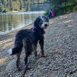 Nolte State Park Deep Lake, Washington - 609 Reviews, Map | AllTrails