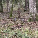 Guana Trail, Marshview Lane, and Shellbluff Road, Florida - 286 Reviews ...