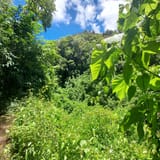 Makiki Valley Loop, Oahu, Hawaii - 5,796 Reviews, Map | AllTrails