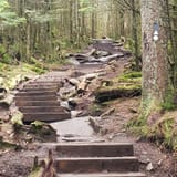 Mount Mitchell Trail, North Carolina - 2,710 Reviews, Map | AllTrails