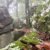 Peters Mountain Ridge via Appalachian Trail, Pennsylvania - 1,581 ...