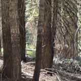 Muir Grove Trail, California - 411 Reviews, Map | AllTrails