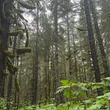 Tonsina Creek Trail, Alaska - 1,740 Reviews, Map | AllTrails