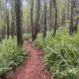 Kahakapao Loop Trail, Maui, Hawaii - 2,369 Reviews, Map | AllTrails