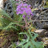 Lake Constance Trail, Washington - 227 Reviews, Map | AllTrails