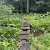 Tioga West Rim Trail, Pennsylvania - 551 Reviews, Map | AllTrails