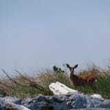 Damon Point State Park Trail, Washington - 513 Reviews, Map | AllTrails