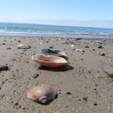 Damon Point State Park Trail, Washington - 513 Reviews, Map | AllTrails