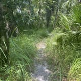 Econlockhatchee River Trail, Florida - 449 Reviews, Map | AllTrails