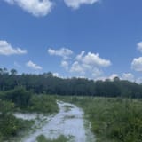 Econlockhatchee River Trail, Florida - 449 Reviews, Map | AllTrails