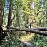 Tall Trees Grove Loop Trail, California - 2,535 Reviews, Map | AllTrails
