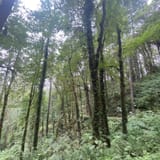 Forest Park Ridge Trail, Oregon - 1,320 Reviews, Map | AllTrails