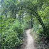 Forest Park Ridge Trail, Oregon - 1,320 Reviews, Map | AllTrails