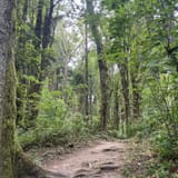 Forest Park Ridge Trail, Oregon - 1,320 Reviews, Map | AllTrails