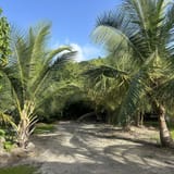 Magens Bay Beach Trail, Saint Thomas, US Virgin Islands - 349 Reviews ...