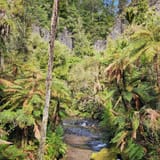 Auckland City Walk, Upper Kauri, Long Road and Fence Line Tracks Loop ...