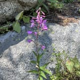 Hoffer Lakes Trail, Oregon - 89 Reviews, Map | AllTrails