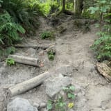 Cable Line Trail to West Tiger #3, Washington - 2,496 Reviews, Map ...