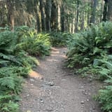 Cable Line Trail to West Tiger #3, Washington - 2,496 Reviews, Map ...