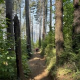 Angel's Rest, Oregon - 8,842 Reviews, Map | AllTrails