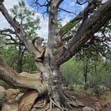 Fatmans Loop Trail, Arizona - 5,830 Reviews, Map | AllTrails