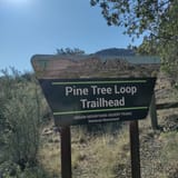 Pine Tree Trail, New Mexico - 2,246 Reviews, Map | AllTrails