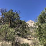 Pine Tree Trail, New Mexico - 2,246 Reviews, Map | AllTrails