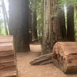 Hiouchi Trail, California - 542 Reviews, Map | AllTrails