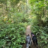 Tradition Lake Loop Trail, Washington - 1,643 Reviews, Map | AllTrails