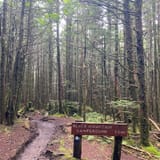 Mount Mitchell Trail, North Carolina - 2,654 Reviews, Map | AllTrails